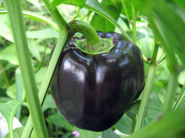 Bell Pepper Seeds For Planting Pack Of 50 : Amazon.in: Garden & Outdoors