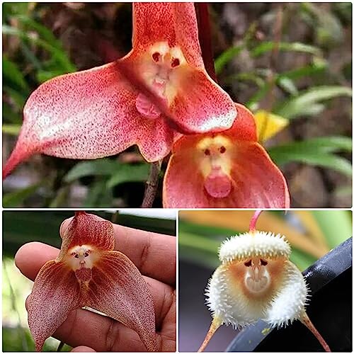 Faszinierend Was Kostet Eine Affengesicht Orchidee Bilder