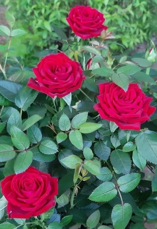 SANJU Rare Plant Grafted English Rose Plant Deep Red Rose Plant ...