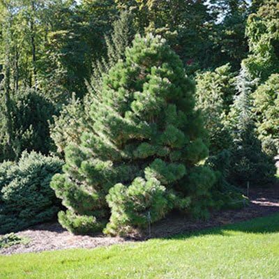 Amazon.com : Austrian Pine Tree - 1-2 ft. : Patio, Lawn & Garden