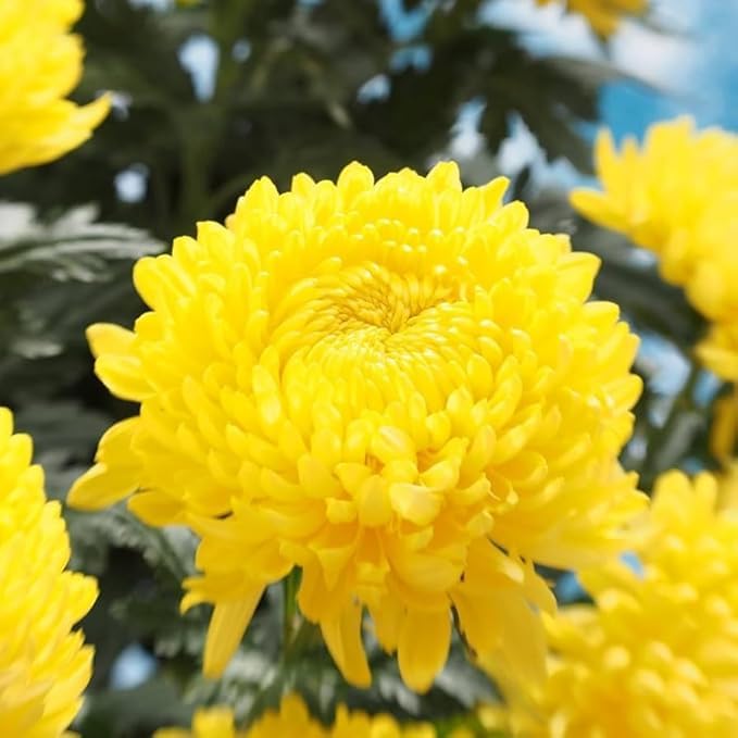 GREEN VOLCANO Chandramallika Flower Plant "Chrysanthemum" Guldaudi ...