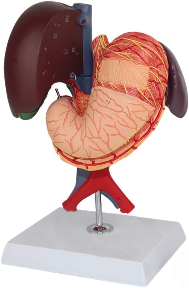 Amazon.com: KINOFU Human Liver Model, Pancreas and Duodenum Simulation ...