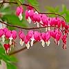 Amazon.com : 2 Pink Bleeding Heart Bare Root Flower Bulb Collection ...