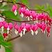 Amazon.com : 2 Pink Bleeding Heart Bare Root Flower Bulb Collection ...