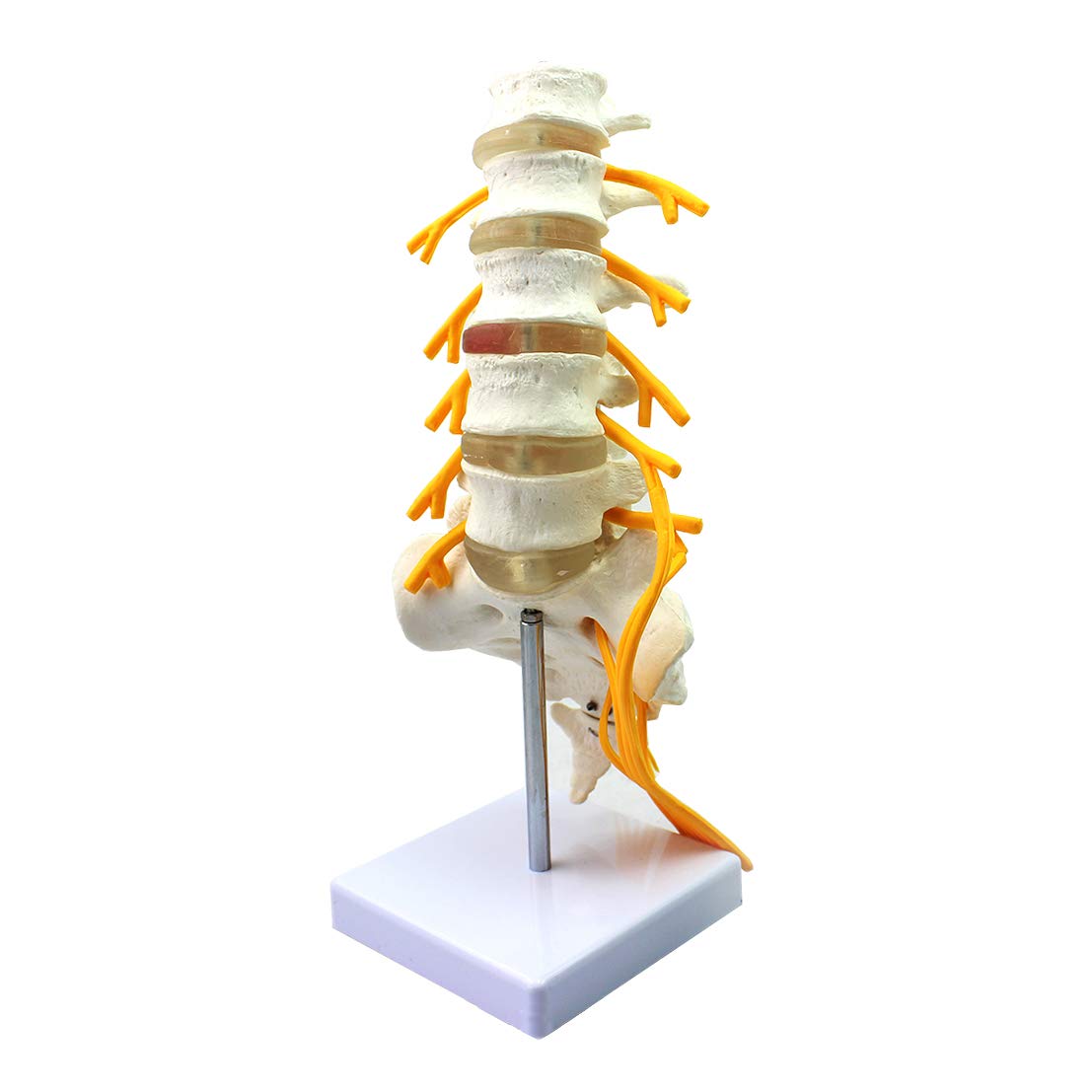 Buy Anatomical Lumbar Spine Model Lumbar Spine Sacral Nerve Model ...