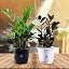UGALOO ZZ Plant Green and Black Zamia Air Purifer Plant Black White Pot ...