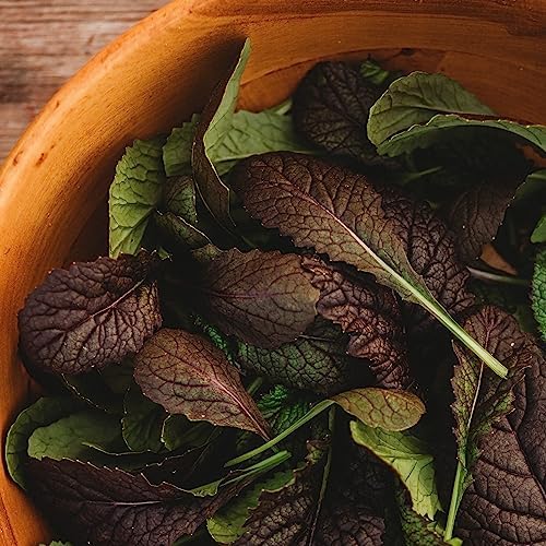 Amazon.com : Red Giant Mustard - 500 Seeds - Japanese Heirloom, Great ...