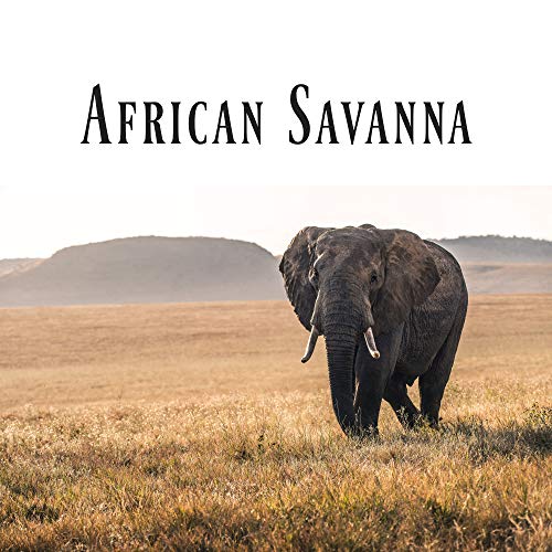 Play African Savanna: Collection of African Sounds of Nature with ...