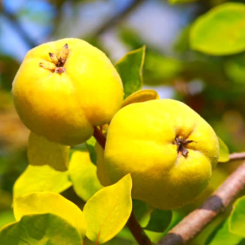 Quince tree - How to grow & care