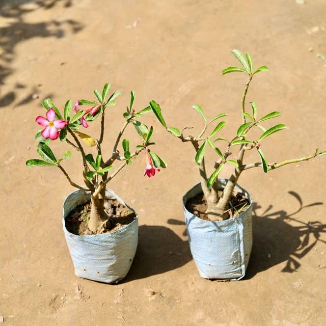 Set of 2 - Adenium (colour) in 7 Inch Nursery Plant : Amazon.in: Garden ...