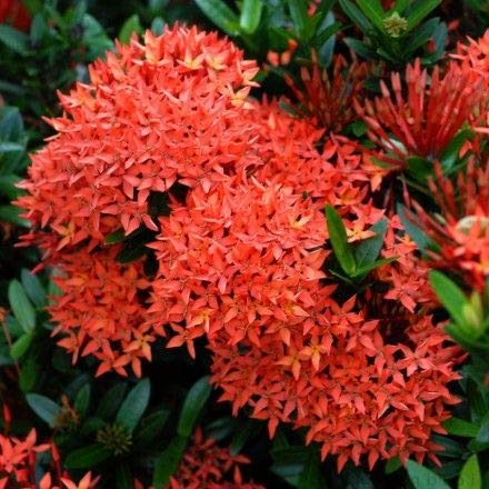 Greenish Valley Rare" Red Rongon" Flower Plant - 1 Healthy Live Plant ...