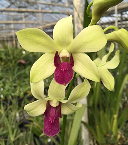 Royal Paradise Garden Rare Dendrobium Orchid Yellow Pink Lip 1 Small ...