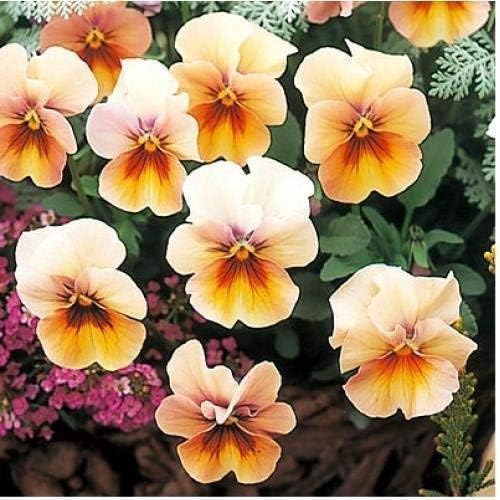 Pansy Nature Antique Shades 25 Pansy Seeds : Amazon.co.uk: Garden