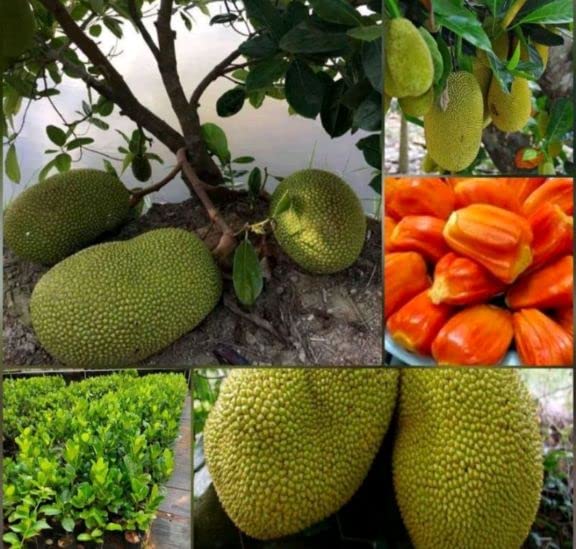 Buy Balbasaur Live Jack Fruit Super Dwarf" Early" Variety Jack fruit ...