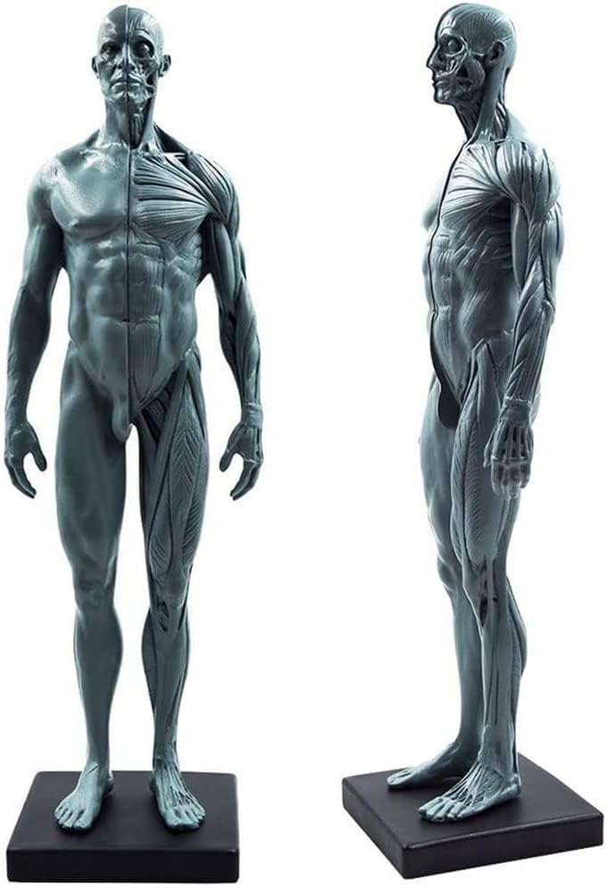 Amazon.com: MIZHENG Anatomical Skull Head Body Model Muscle Figure ...