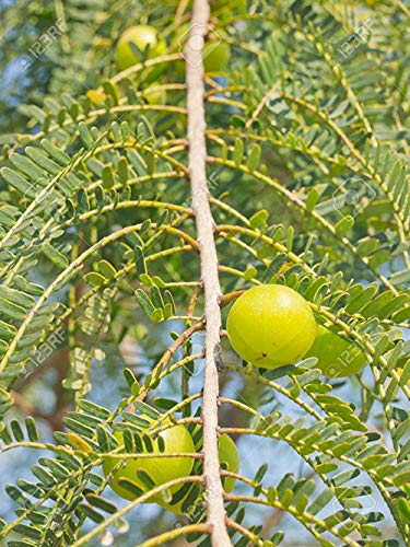 Rare amla Sapling Plant, Amala, Indian-gooseberryamla, phyllanthus ...