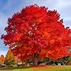 Amazon.com : 2 Red Maple Trees - 12-18" Tall Live Plants - Fast Growing ...