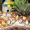 Amazon.com : Suzile 50 Pcs Mini Chickens Figurines Resin Miniature ...