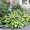Amazon.com : 6 Pack of Mixed Heart-Shaped Hosta Bare Roots Plants ...