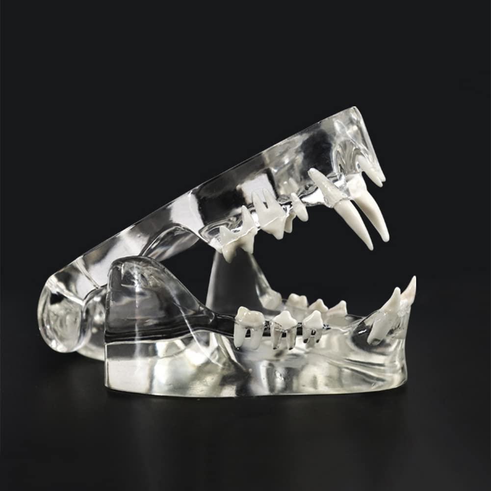 Anatomie Des Dents De Chat