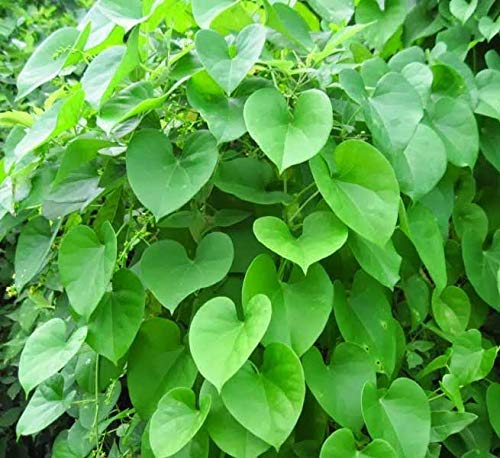 Creative Farmer Live Plant/Tinospora Cordifolia/Guduchi Herbal Organic ...