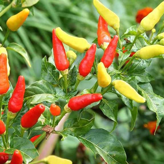 Green World Chilli Pepper F1 Hot Pepper OS-402 Upright Type For Kitchen ...