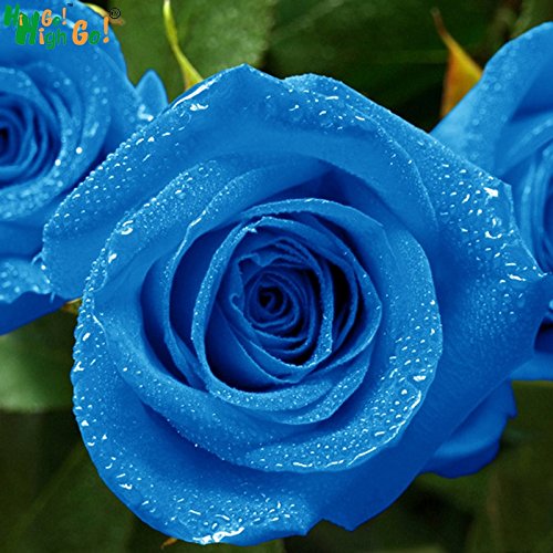 Fission Blue Rose Tree Seeds, Garden Bonsai Suitable Flowers, Perennial ...