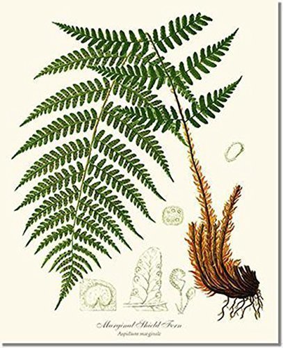 Amazon.com: Fern Print: Vintage Botanical Wall Art Print: Marginal ...