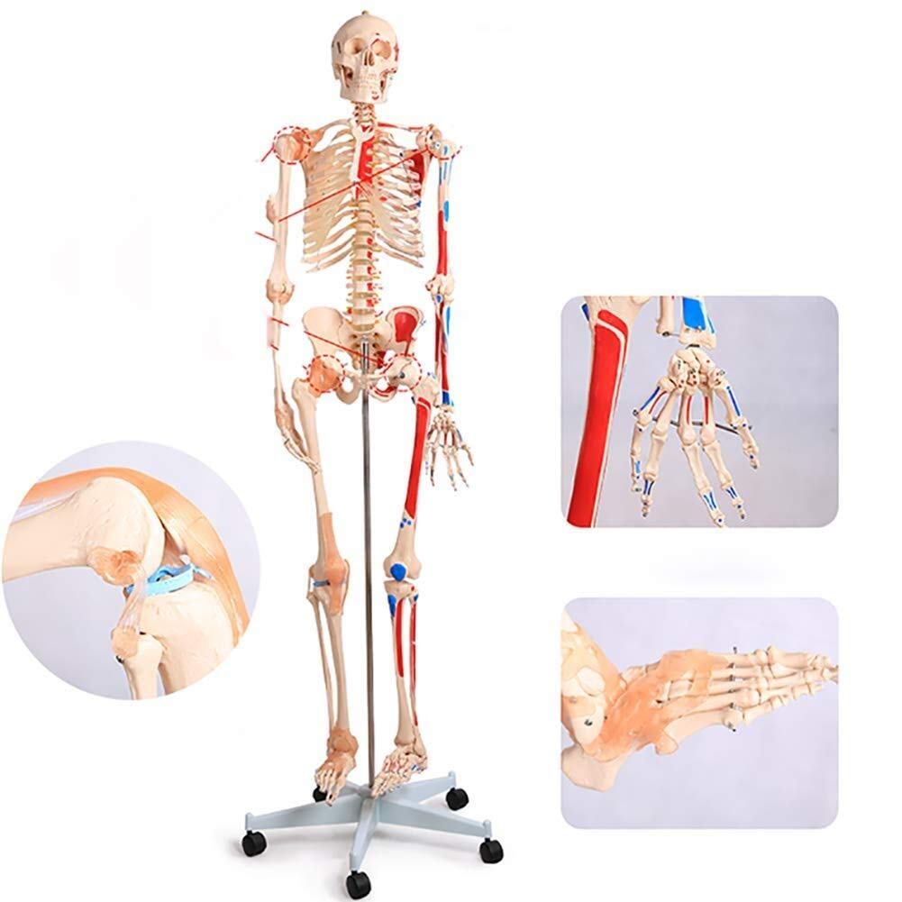 Buy KEZaiZHe Anatomy Education Model - Human Torso Model 180 cm Human ...