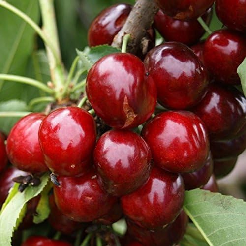 Regina beliebte späte robuste Süßkirsche Kirschbaum Buschbaum ca. 110 ...