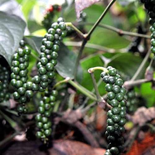 Mphmi Seedless Plant Indoor Plants Kali Mirch Plant - Black Pepper ...