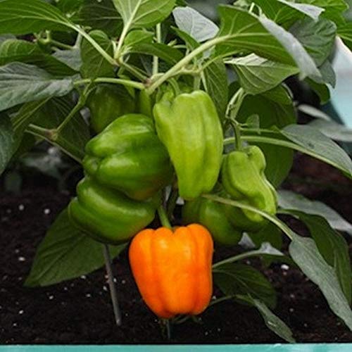 Amazon.com : POMPEII PATIO Bell Pepper Seeds - Great Yielding Patio ...