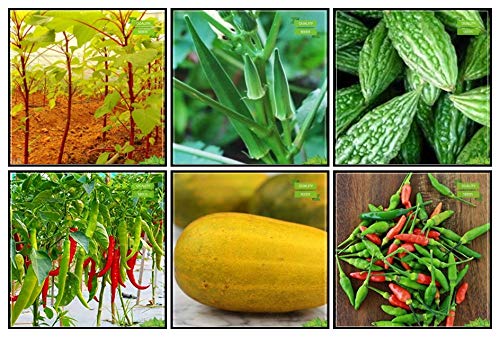 Creative Farmer High Germination Combo Vegetable Seeds : Amaranthus ...