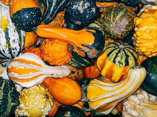 Amazon.com : “Autumn Wings Large Mix” Decorative Gourd Seeds – Unique ...