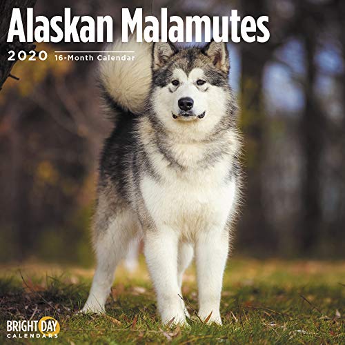 Alaskan Malamutes Calendar 2020: BRIGHT DAY: 9781684600021: Amazon.com ...
