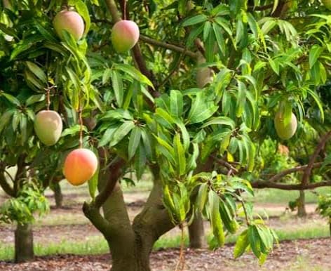 Garden Fields Hatcher Mango Plant-Grafted Variant : Amazon.in: Garden ...
