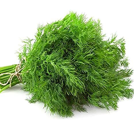 Vegetable SOYA Dill Seeds Pack of 100 Seeds_SS137 Plantsman's Seeds ...