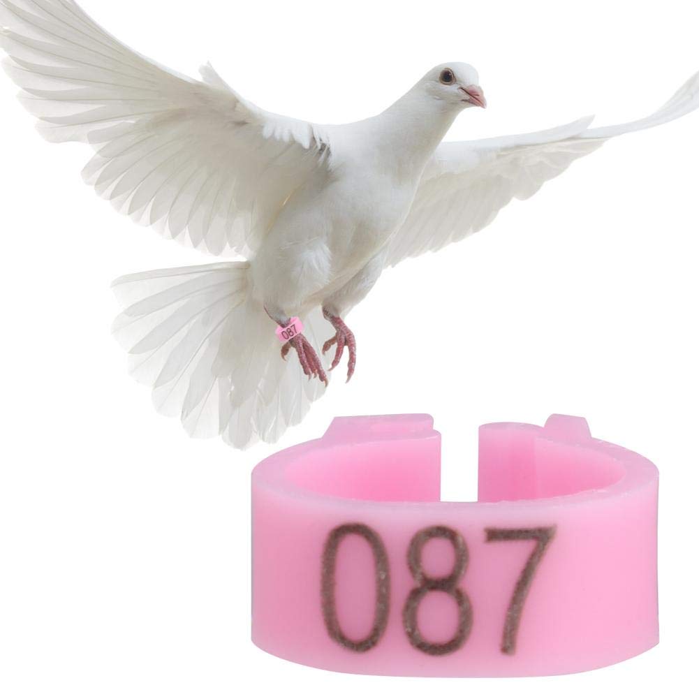 Pigeons As Pets Band Numbering