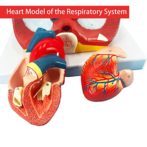 Buy Veipho Human Lung Model, Respiratory System Model with 51 Parts ...