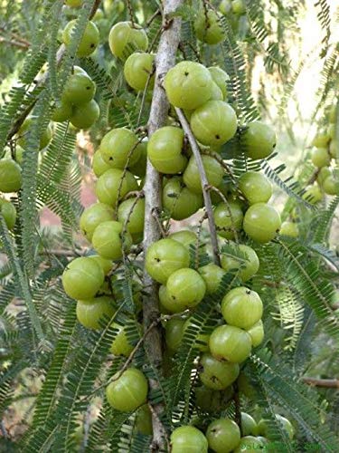 Greenish Valley Live Grafted Amla Tree Phyllanthus emblica, emblic ...
