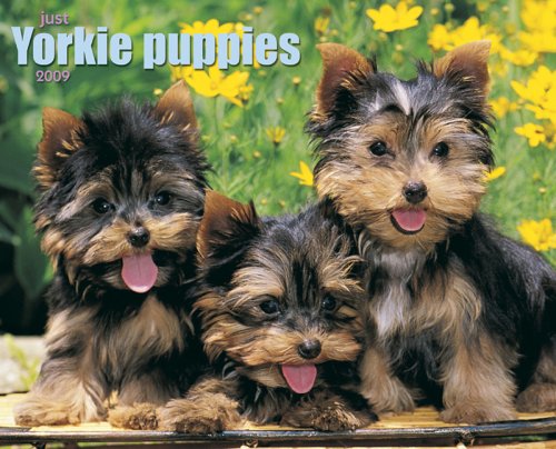 Just Yorkie Puppies 2009 Calendar: Willow Creek Press: 9781595437914 ...