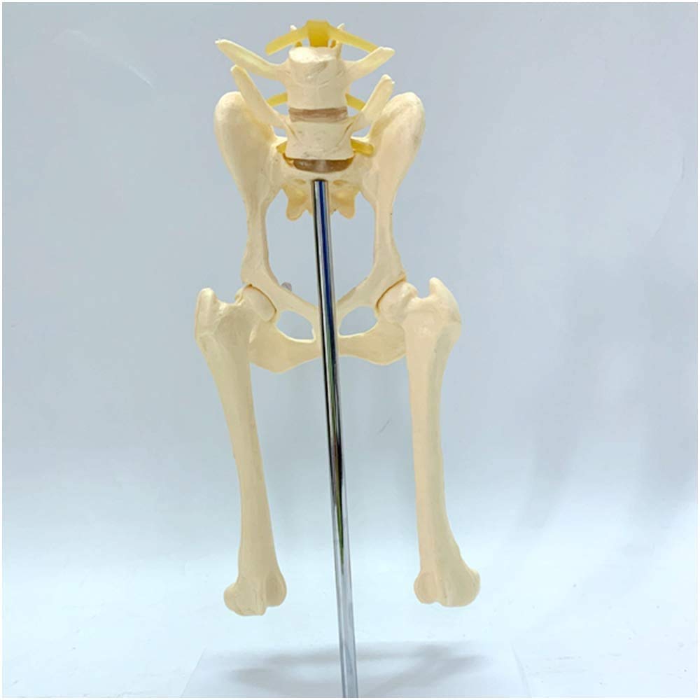 Buy TISTIK Canine Dog's Hip Joint Model, Dog Hip Joint Skeleton Model ...