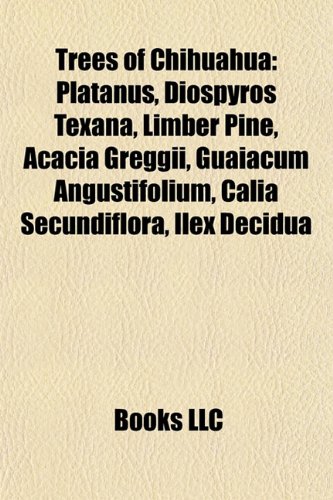 Trees of Chihuahua: Platanus, Diospyros Texana, Limber Pine, Acacia ...