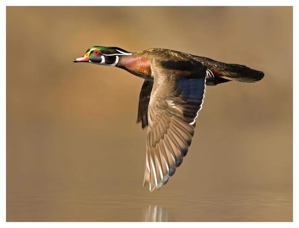 Flying Wood Duck Pictures Wood Duck (Aix Sponsa), Male Flapping Its
