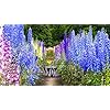 Amazon.com : Larkspur Giant Imperial Flower Mix Delphinium Consolida ...