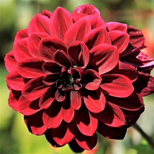 Amazon.com : Natal Dahlia Flower Tubers - 3 Bulbs per Pack - Ready to ...