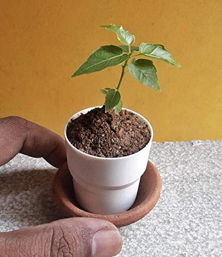 Plants Point Live Peepal/Ficus religiosa/Sacred fig Seedling Plant with ...