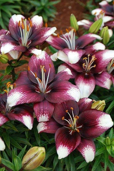 Siviga® Asiatic lily flower bulbs for Your Garden | chocolate color ...