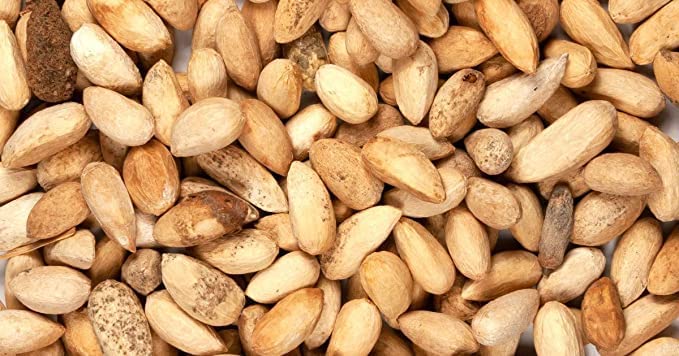 RUKDA Neem Tree Plants Seeds - Neem Beej - Neem Giri - Nimboli ...