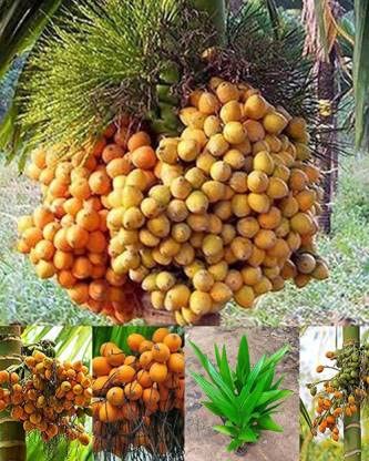 hybrid Supari plant : Amazon.in: Garden & Outdoors